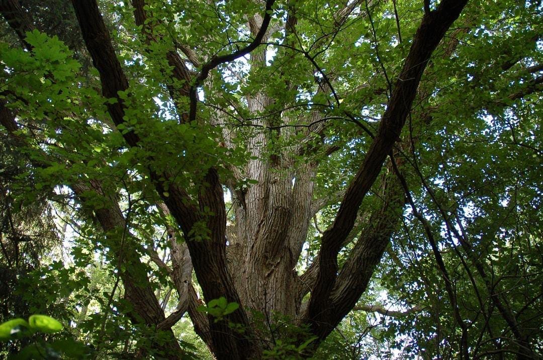 Tree planting basics - Arborwood Tree Service