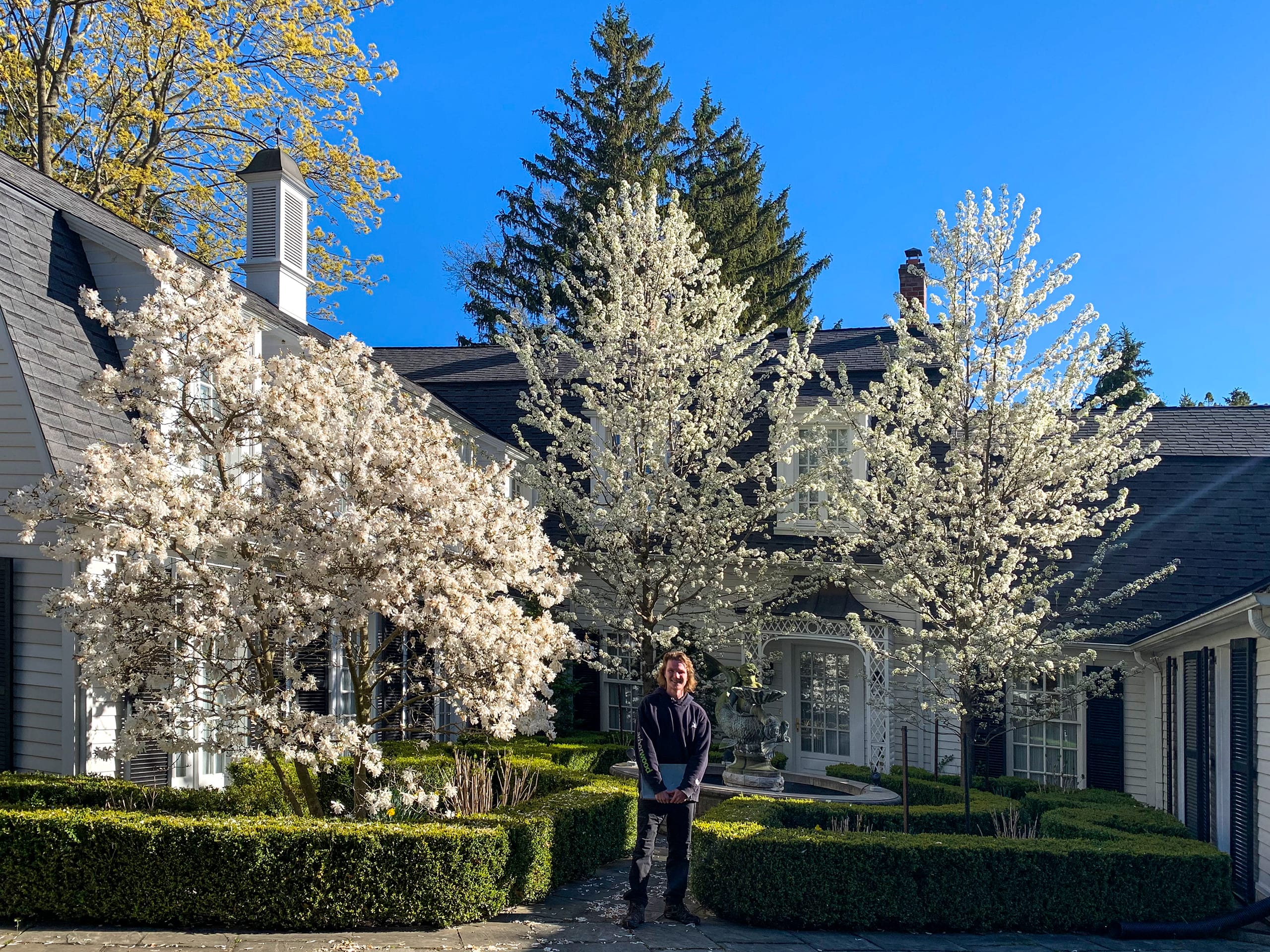 Boxwood leafminers: pests that attack Southern Ontario’s favourite ...