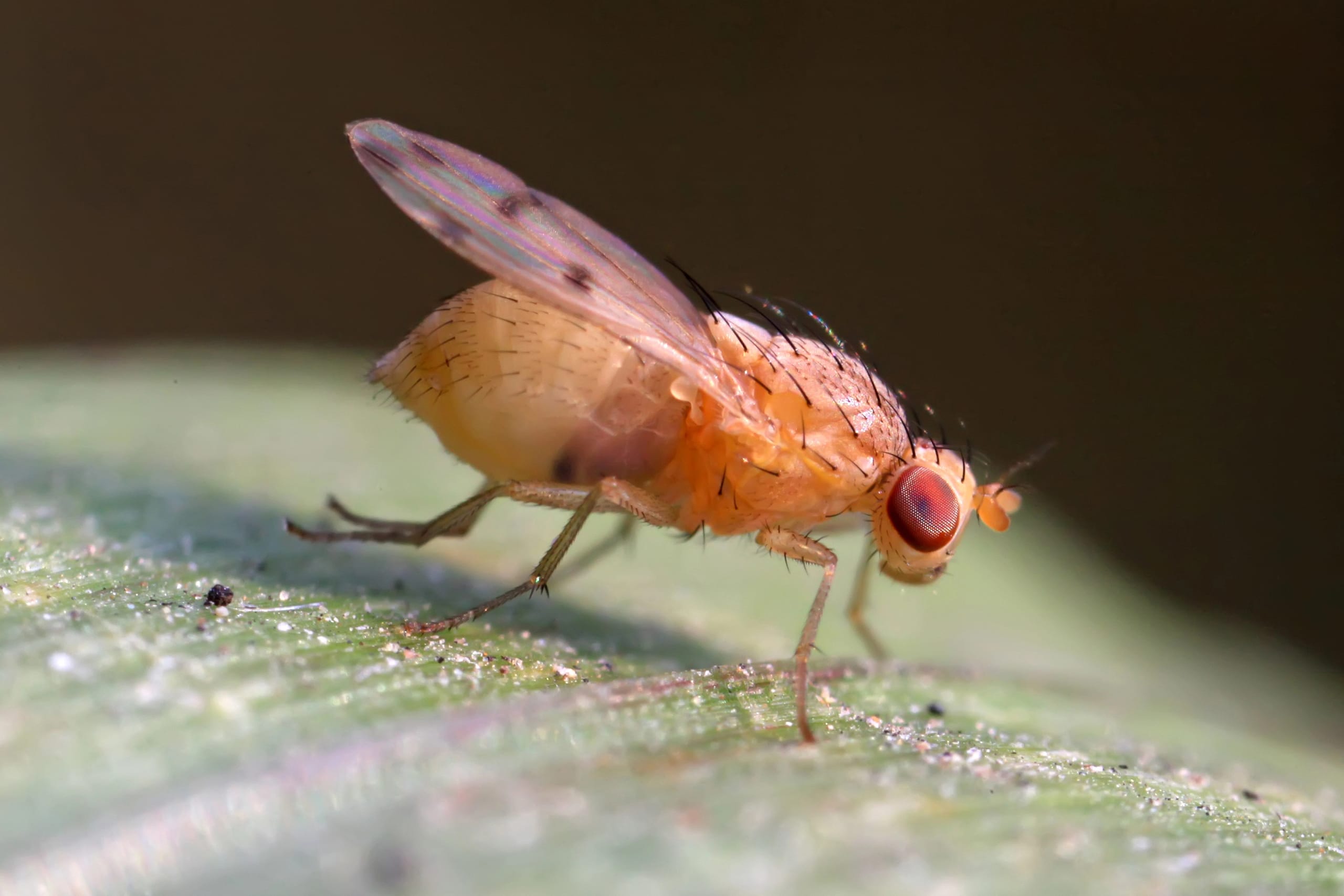 Boxwood leafminers: pests that attack Southern Ontario’s favourite shrub - Arborwood Tree Service