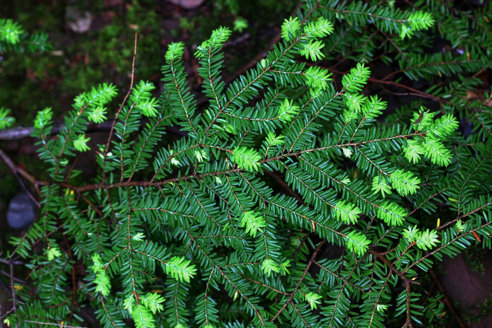 Hemlock woolly adelgid - Arborwood Tree Service