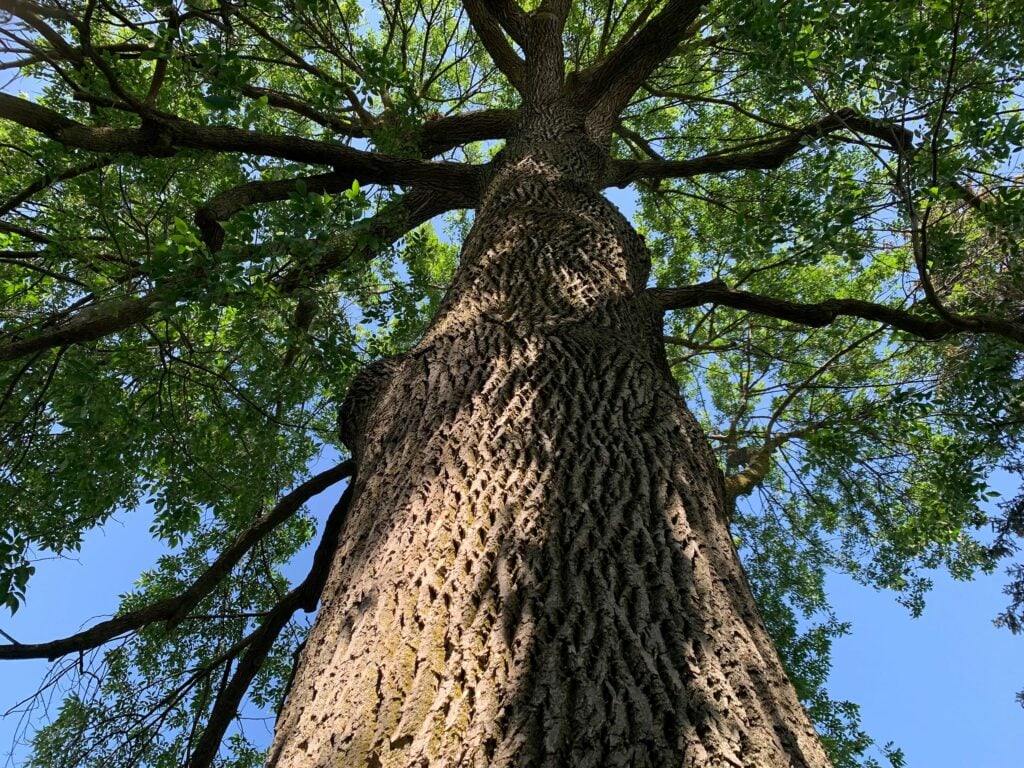 Pruning in a nutshell - Arborwood Tree Service