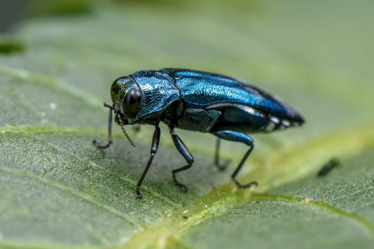 Green Emerald Ash Borer