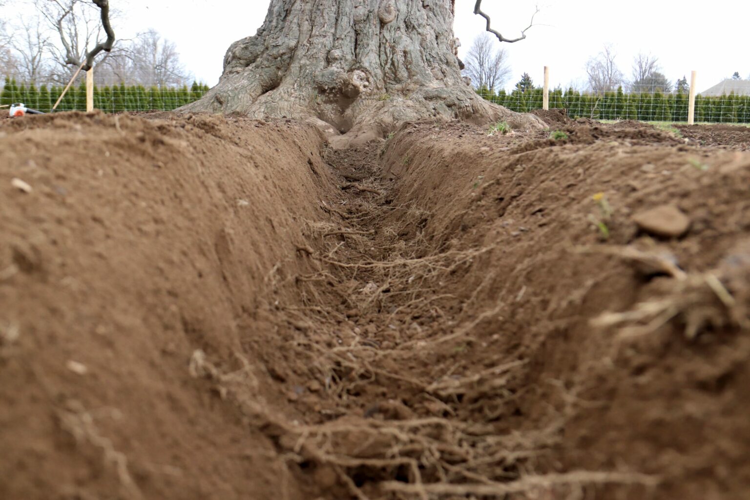 Air Spading - Arborwood Tree Service