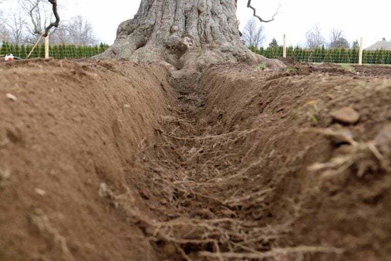 Air Spading - Arborwood Tree Service