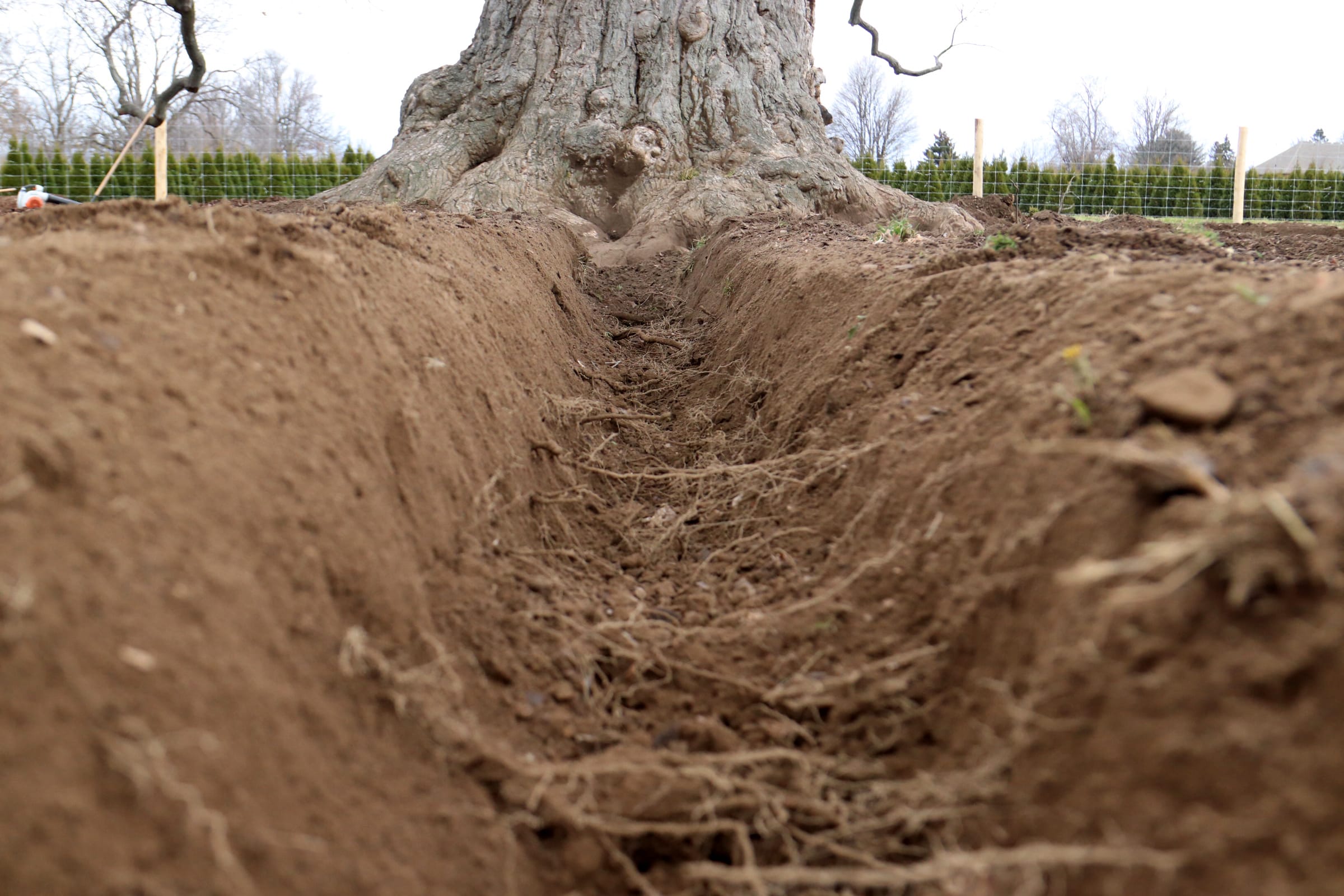 Air Spading - Arborwood Tree Service