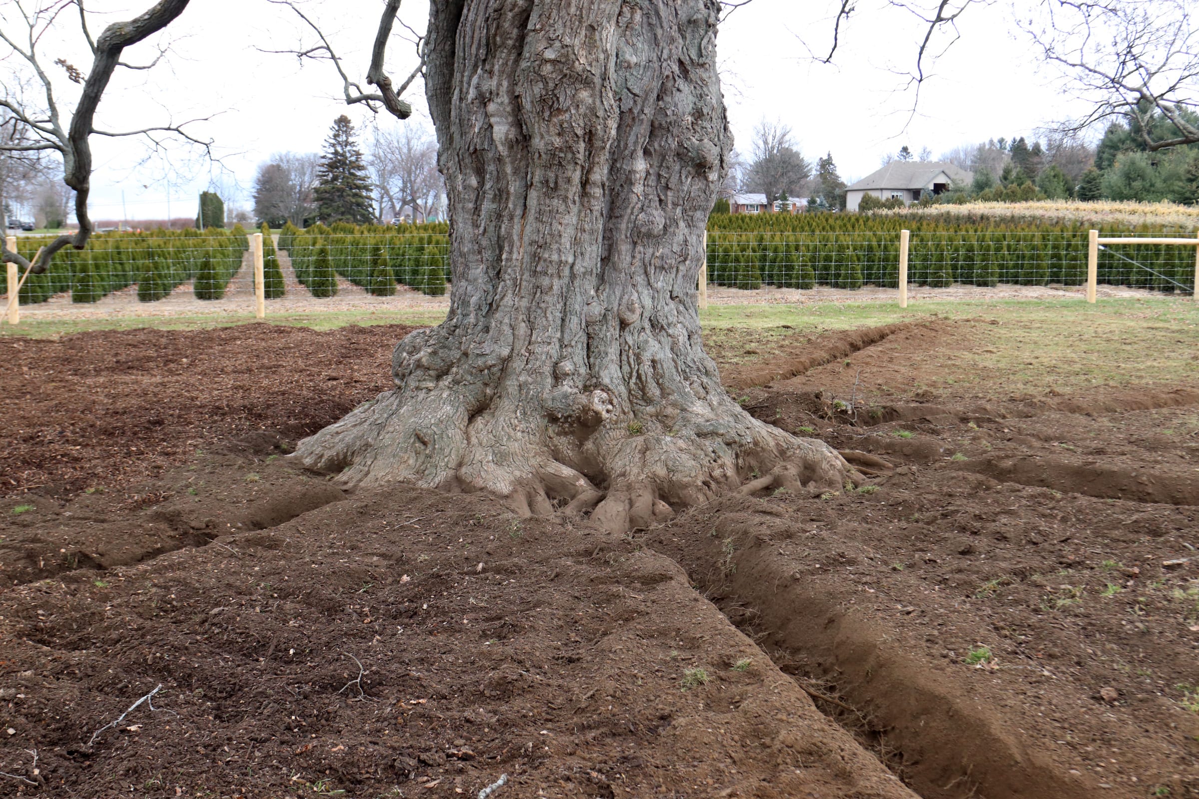 Air Spading - Arborwood Tree Service