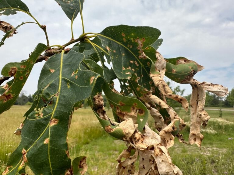 Anthracnose - Arborwood Tree Service