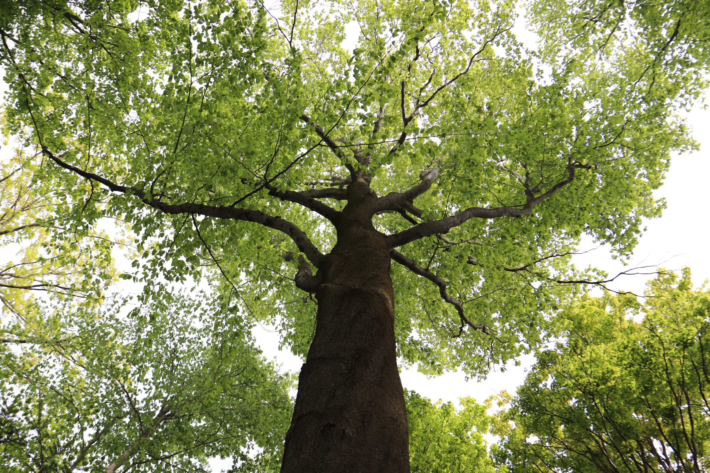Beneath the bark - Arborwood Tree Service