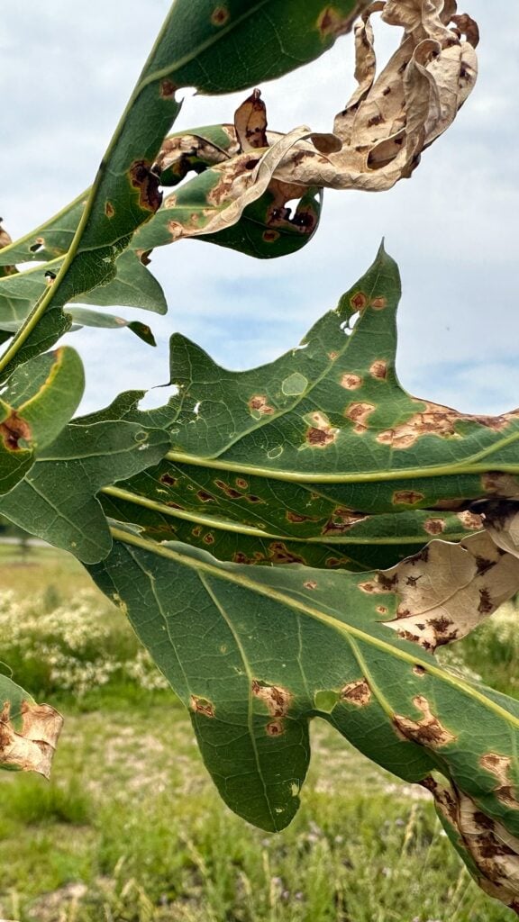 Insect & Disease Control - Arborwood Tree Service