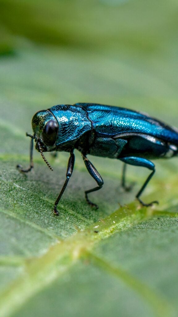 Insect & Disease Control - Arborwood Tree Service