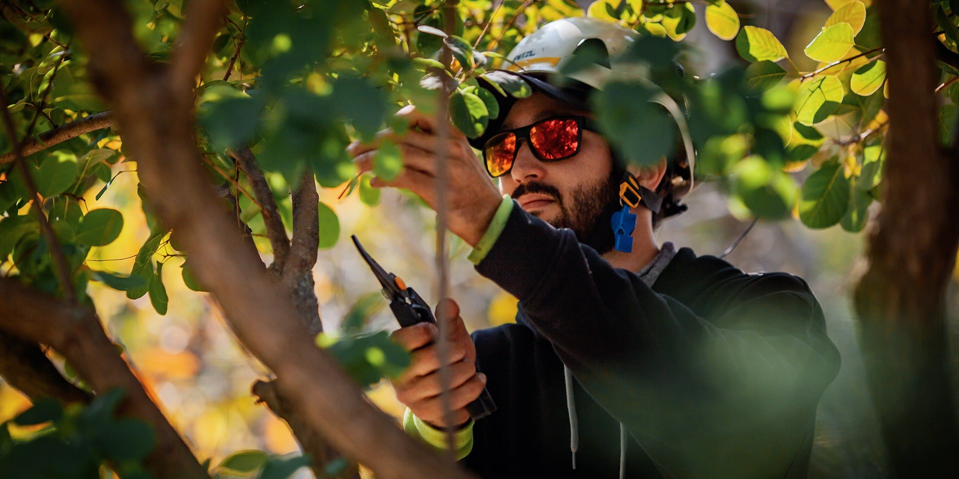 Hamilton’s Trusted Arborists - Arborwood Tree Service