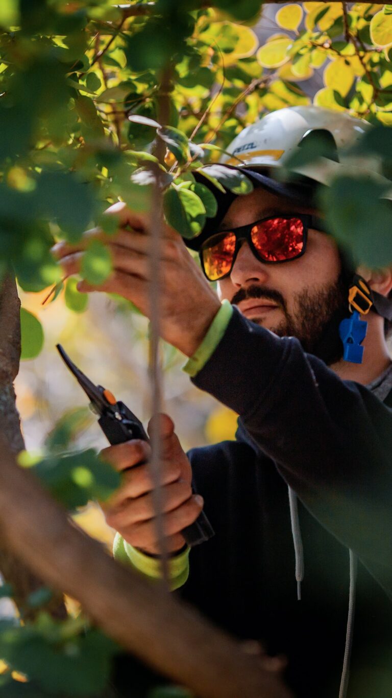 Tree Pruning - Arborwood Tree Service
